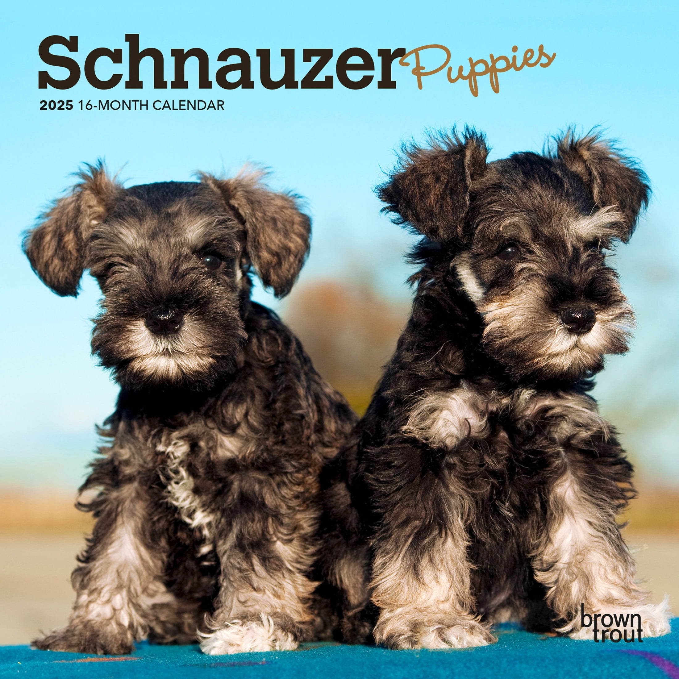 Schnauzer Puppies | 2025 7x14" (Hanging) Mini Wall Calendar ...