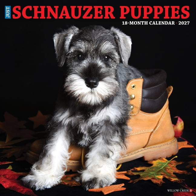 Schnauzer Puppies 2027 12 X 12 Wall Calendar, (Paperback) - Walmart.com