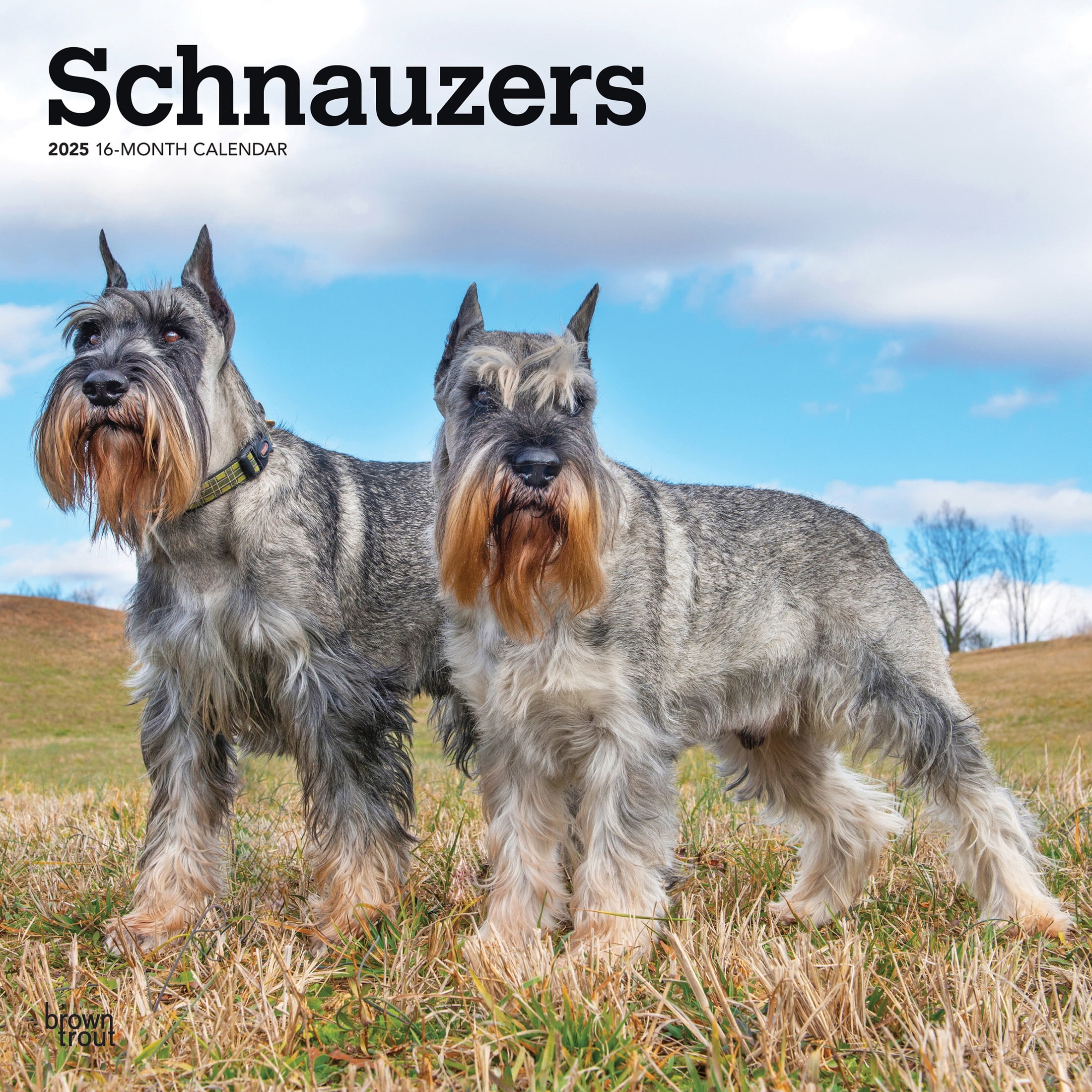 Schnauzers | 2025 12x24" (Hanging) Square Wall Calendar | BrownTrout ...