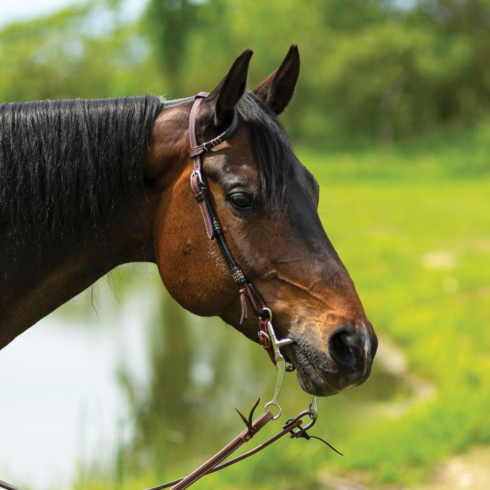 Schneiders Double S Harness Leather One Ear Headstall with Black Rawhide | Dark Oil | Full Horse ...