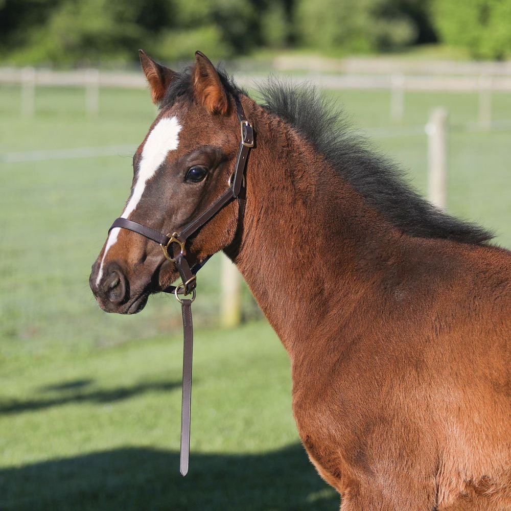 Schneiders Premier Leather Foal Halter for Horses - Weanling | Brass ...