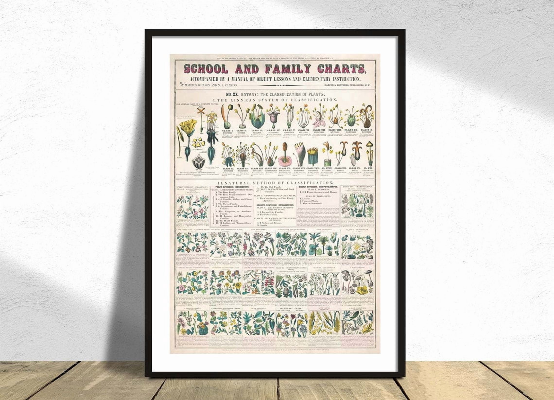 School And Family Charts Poster, No Xx Botanical Forms Of Leaves, Stems ...