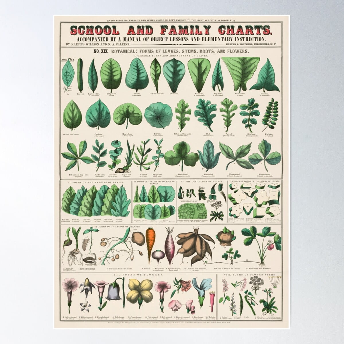 School And Family Charts, No. Xix. Botanical: Forms Of Leaves, Stems ...