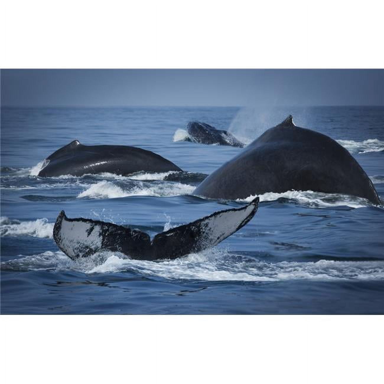 School of Humpback Whales Poster Print by Darren Greenwood, 17 x 11 ...