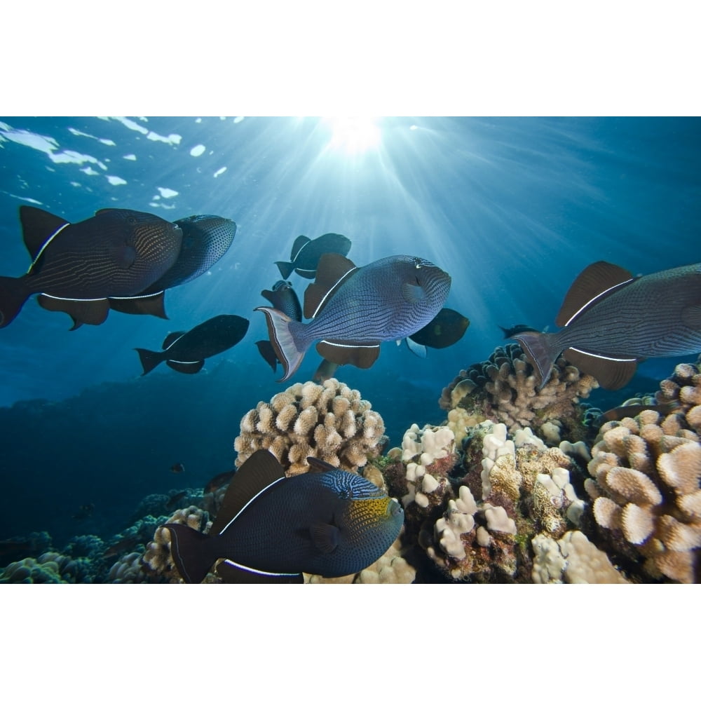 School of black triggerfish swimming over a large reef area in Hawaii ...