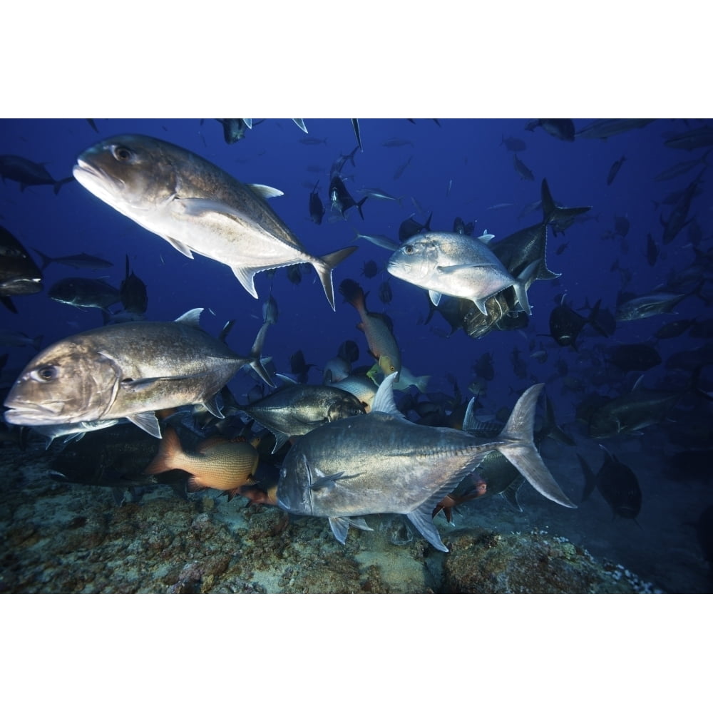 Schooling giant trevally muscle there way in to get fish scrap portions ...