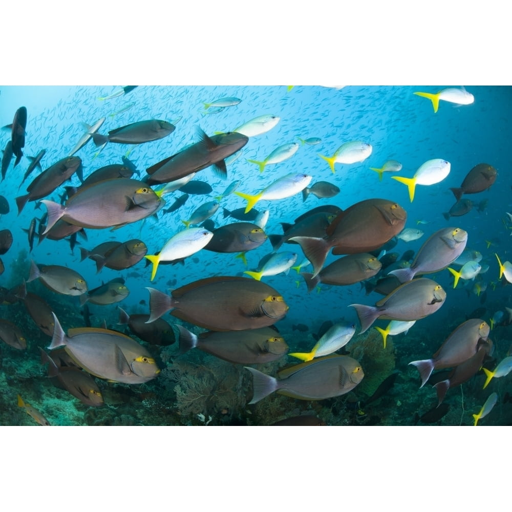 Schooling yellowmask surgeonfish with blue and yellow fusilier fish ...