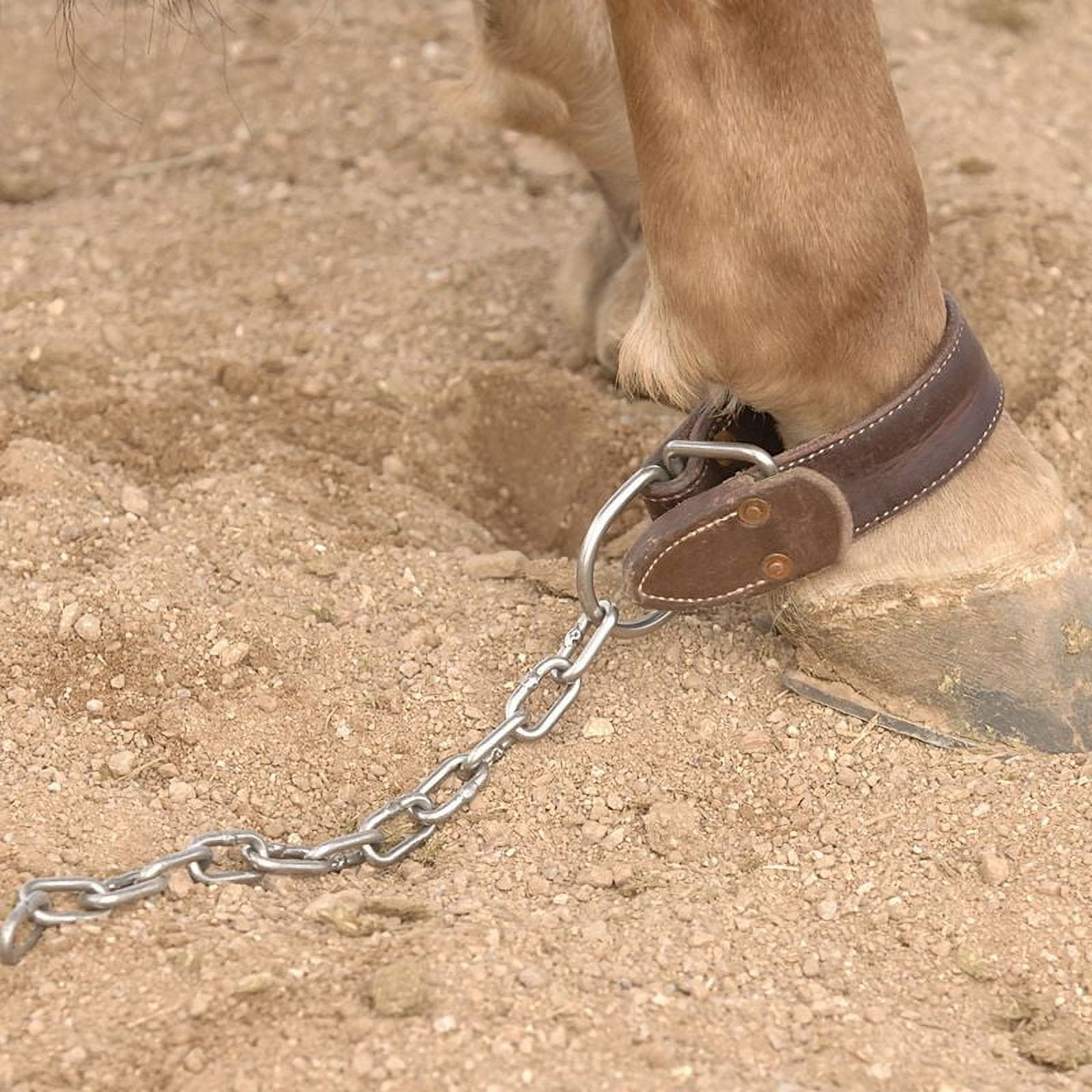 Schutz Brothers Kicking and Pawing Chain - Walmart.com