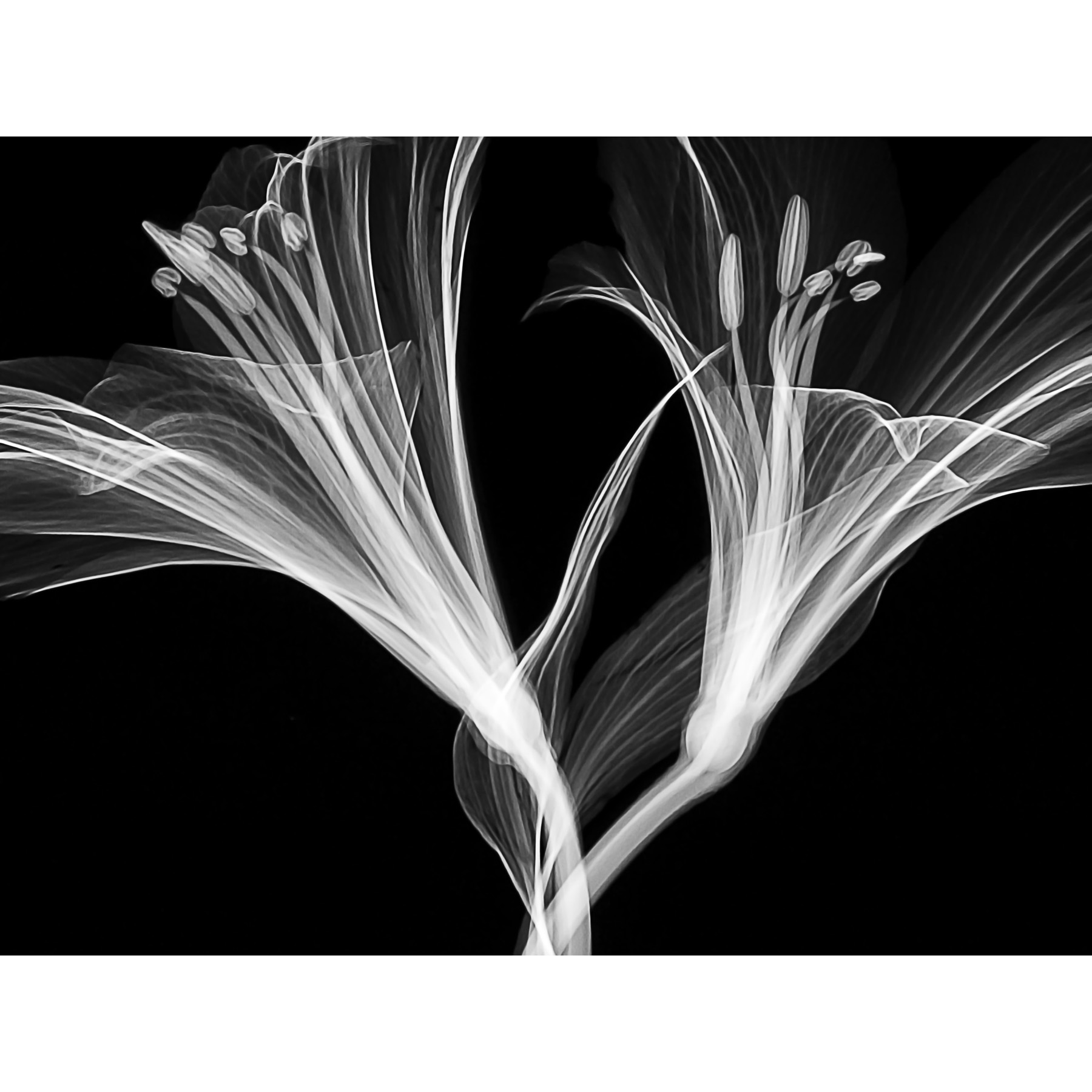 Schwartz NJIT Flowers Greyscale X-Ray Transparent Photo Extra Large XL ...