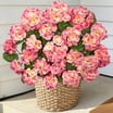 Lyacmy 12Pcs Artificial Geraniums for Outdoors Realistic Artificial ...