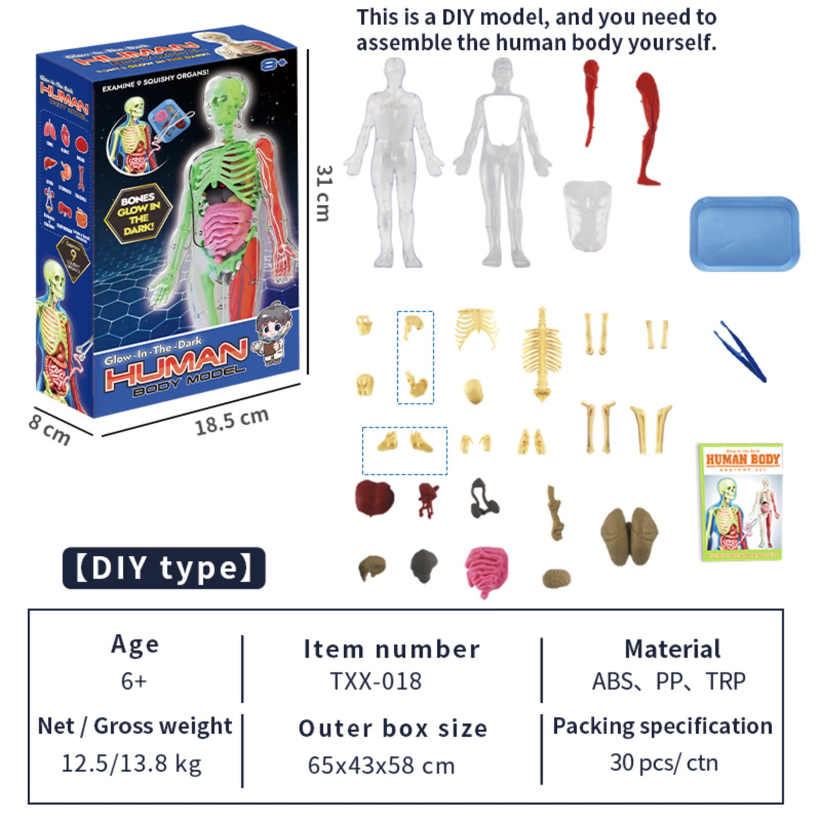 Science Can Human Body Model for Kids|Human Body Model for Kids ...