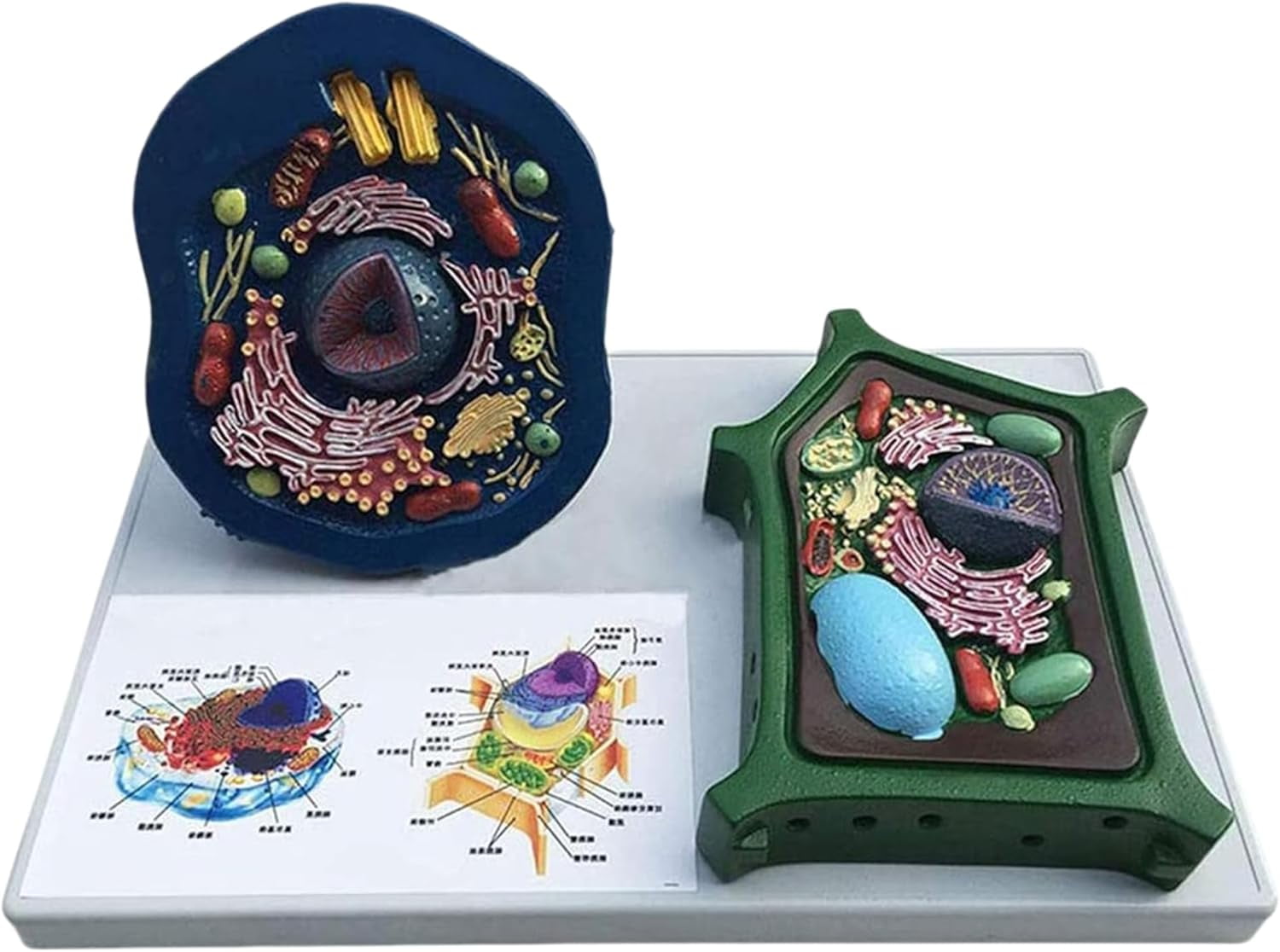 Science Classroom Anatomy Model: Animal and Plant Cell Model, Cell ...