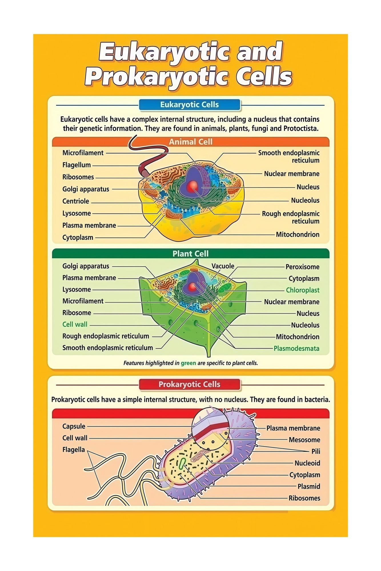 Science Classroom Decor Eukaryotic and Prokaryotic Cells Poster Cell ...