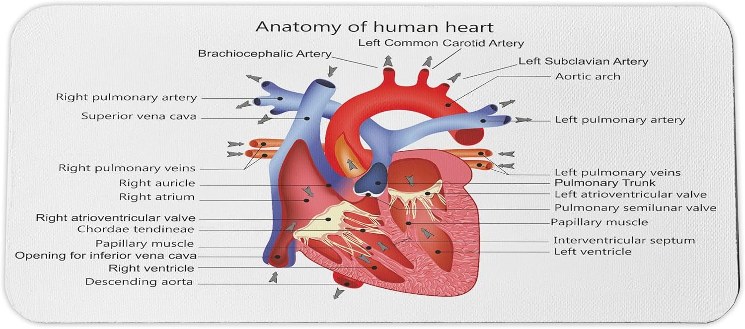 Science Computer Mouse Pad, Structure of The Heart Human Body Anatomy ...