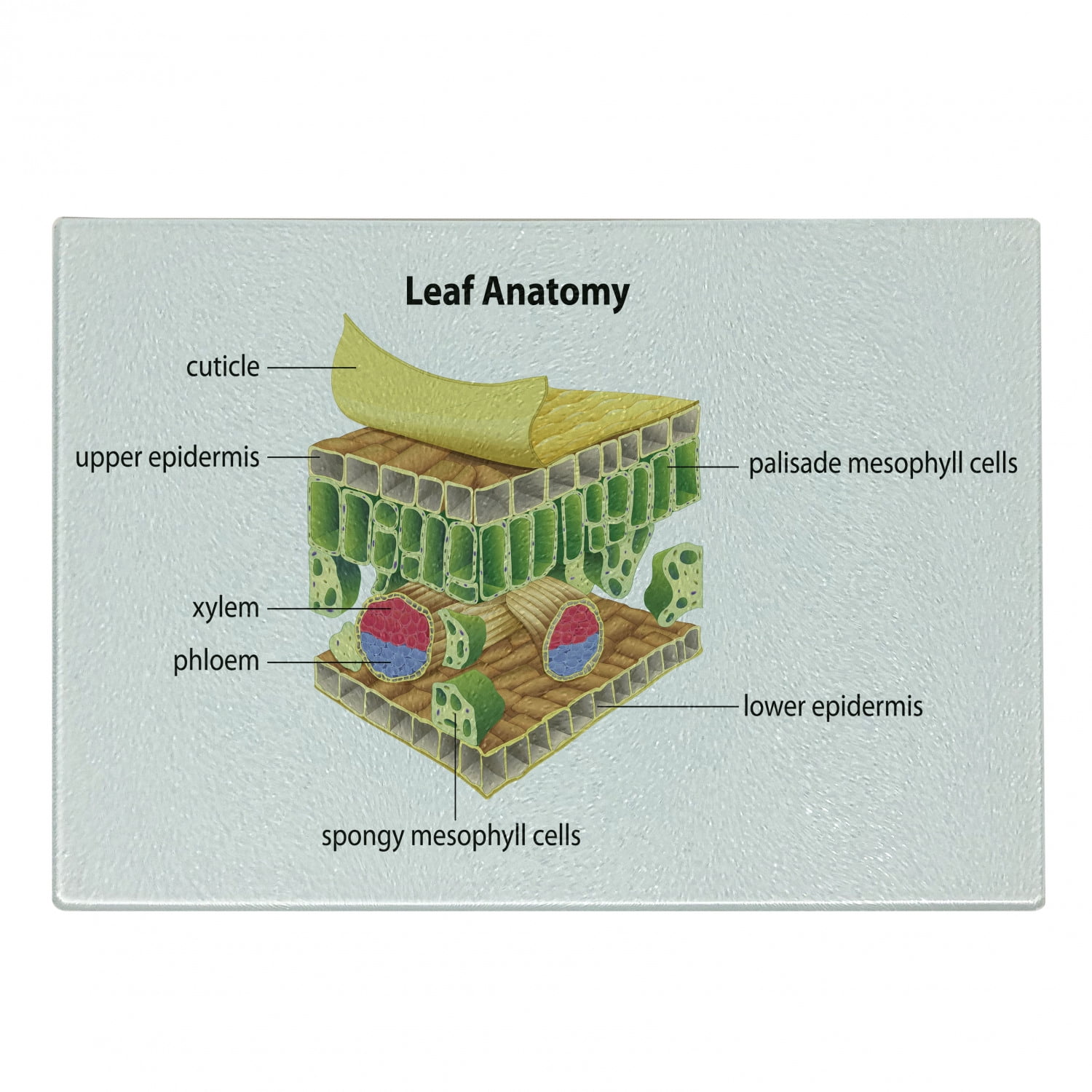 Science Cutting Board, Anatomy of a Leaf Names of the Microscopic Parts ...