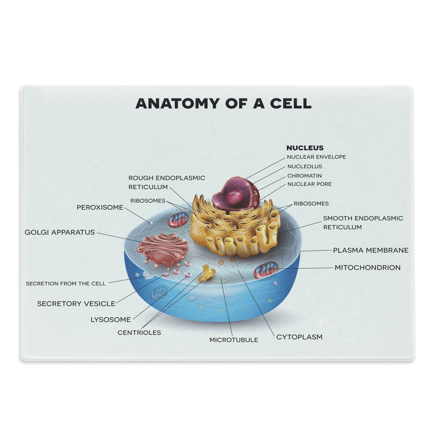 Science Cutting Board, Cell Anatomy Microscopic Components Colorful ...