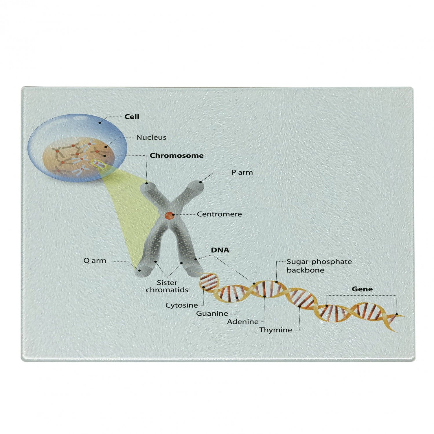 Science Cutting Board, Cell Chromosome DNA Gene Genome Study Double ...
