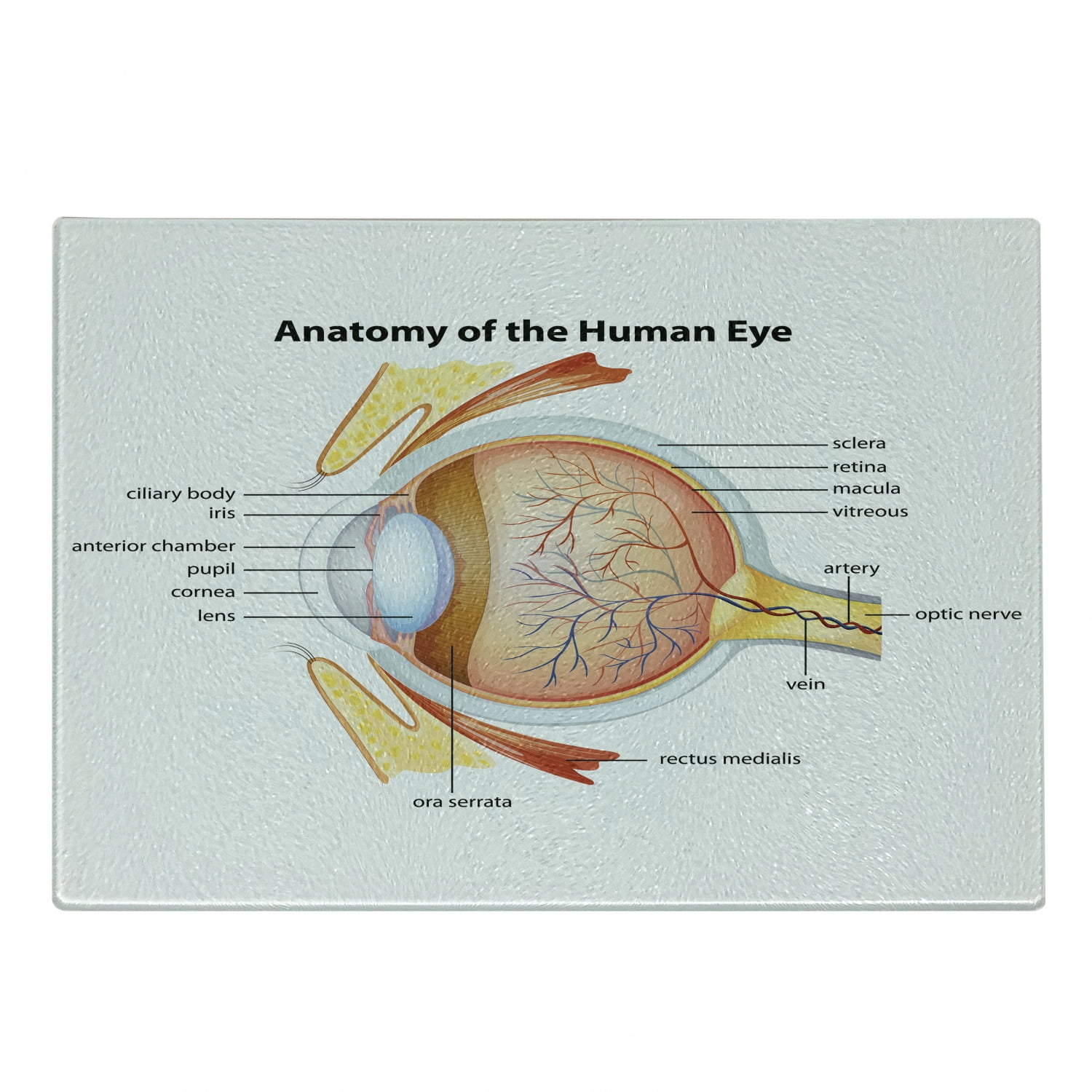 Science Cutting Board, Human Eye Anatomy Cornea Iris Pupils Optic ...