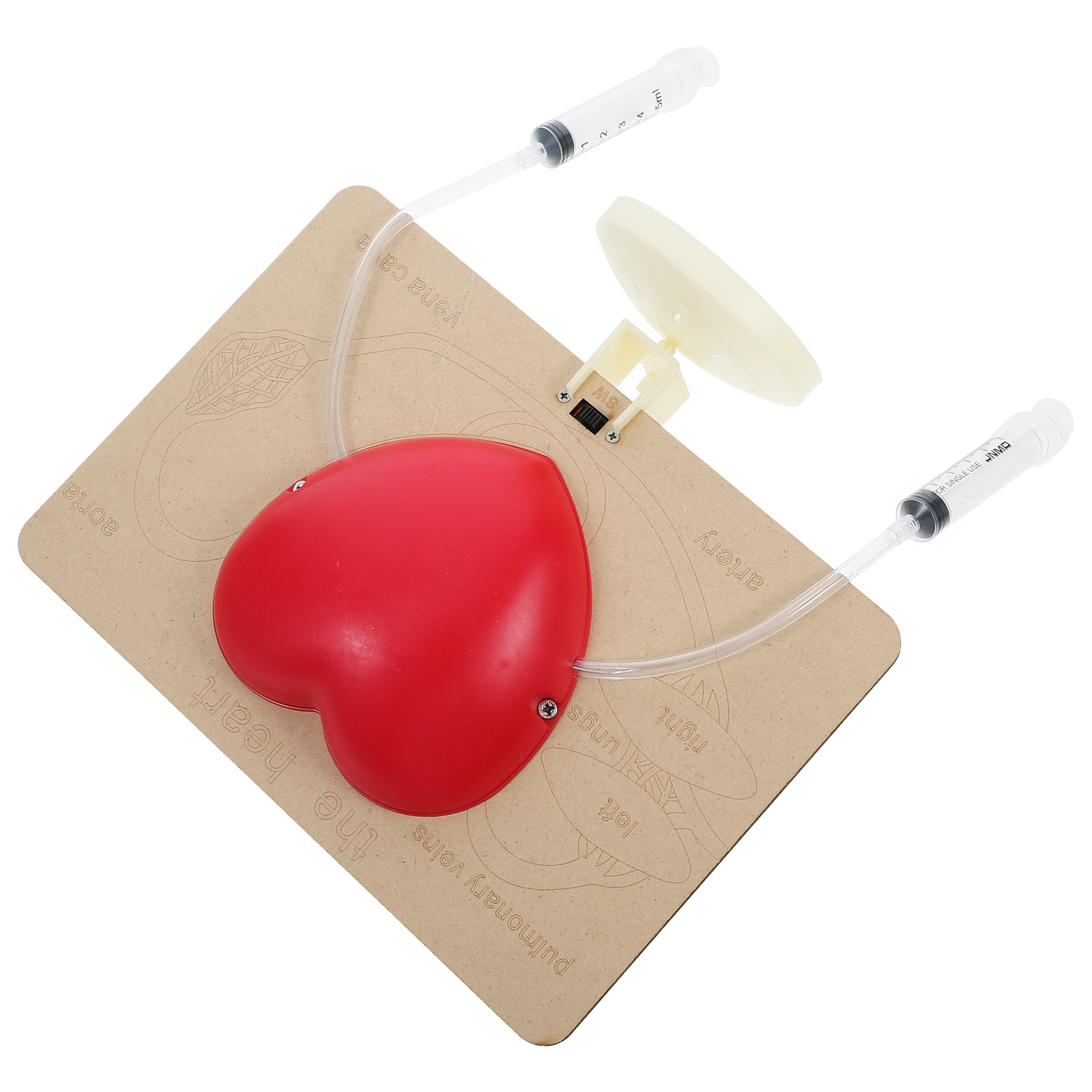 Science Experiments Student Technology Crafts Human Heart Model ...