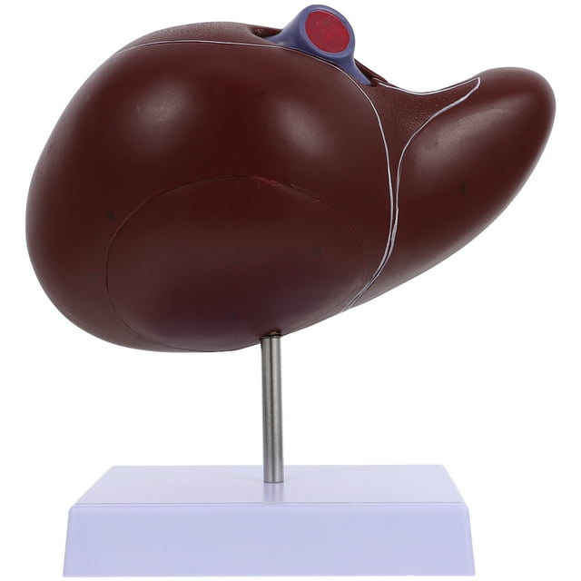Science Model Liver Anatomical Middle School Training Institution ...
