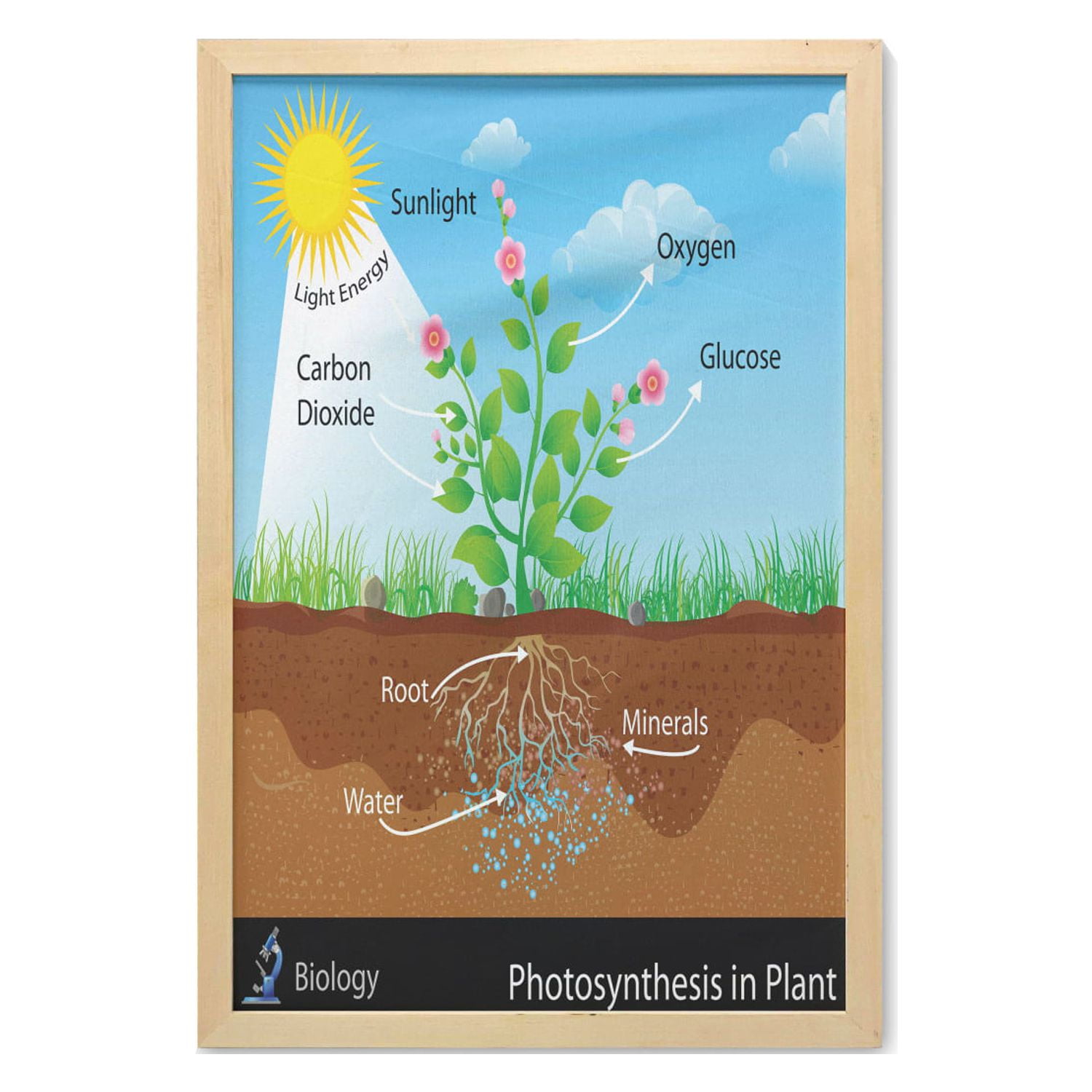 Plant Photosynthesis Diagram
