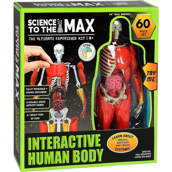 "Science to the Max 14"" Human Body Kids & Adults Science Anatomy Model ...