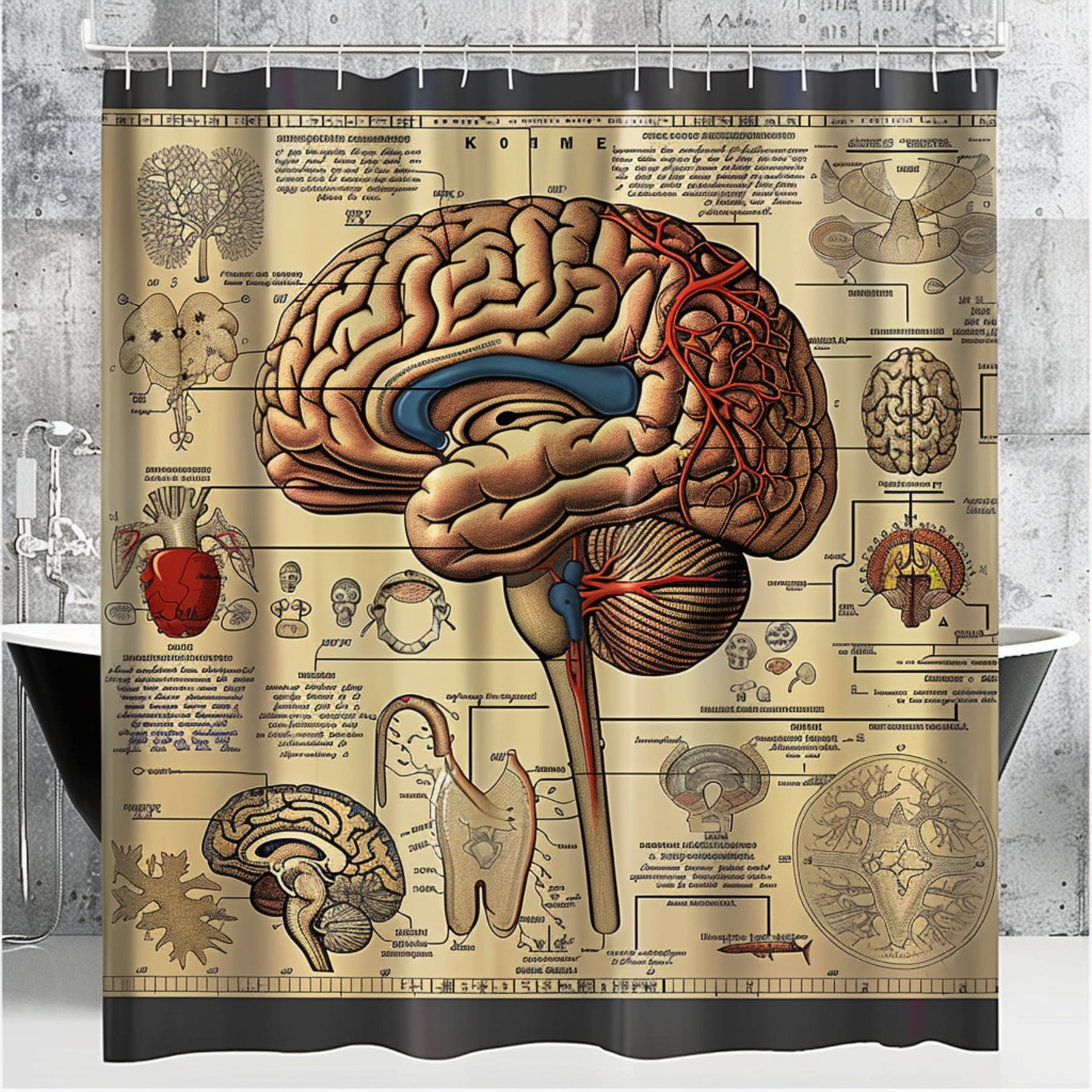 Scientific Brain Anatomy Shower Curtain Detailed Medical Illustrations ...
