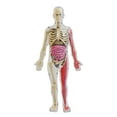 Scientific Human Body Model Kit Removable Human Glow-in-the-dark ...