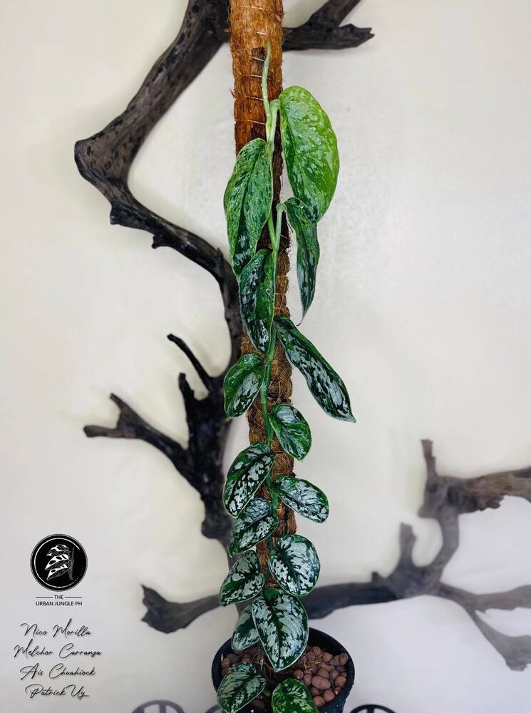 Scindapsus ‘Paraluman’ - Walmart.com