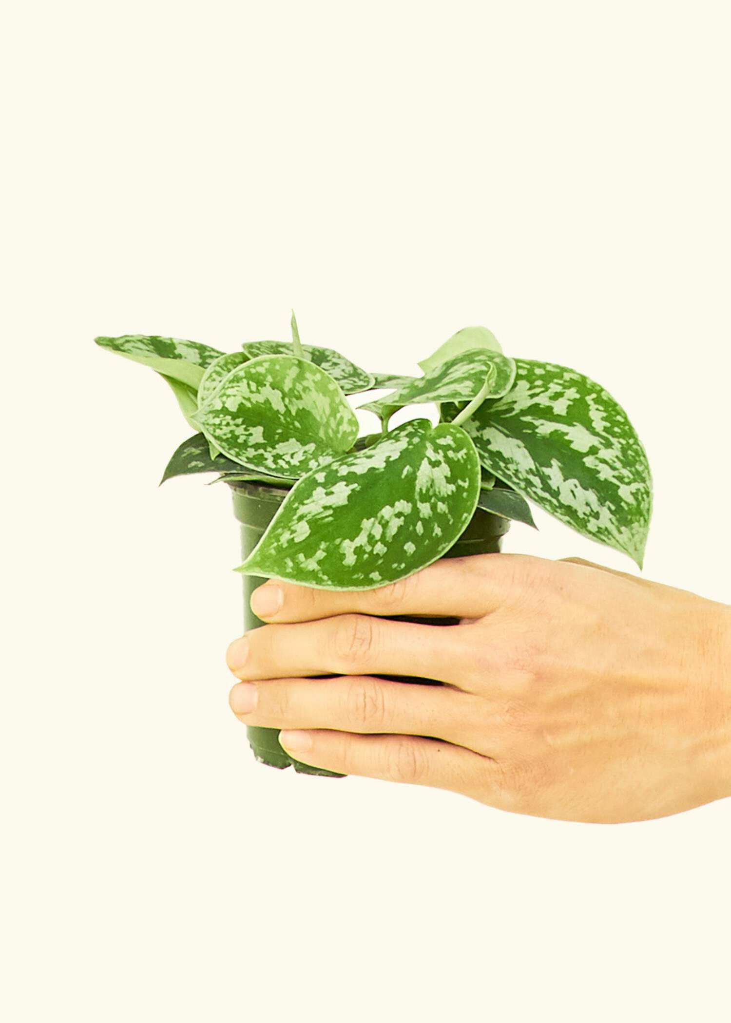 Scindapsus Pictus 'Argyraeus' Live Green Plant in 4" Pot - Walmart.com