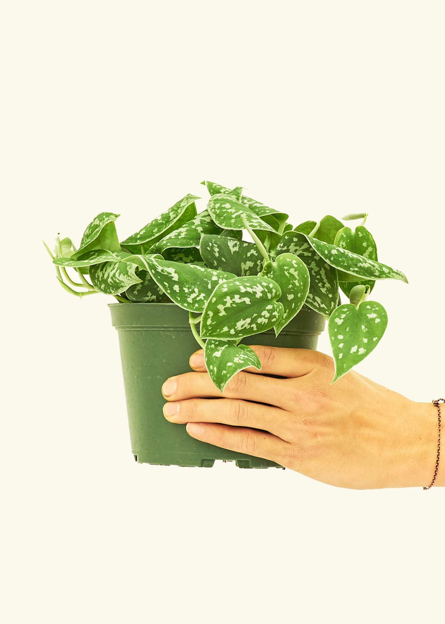 Scindapsus Pictus 'Argyraeus' Live Green Plant in 6" Pot - Walmart.com