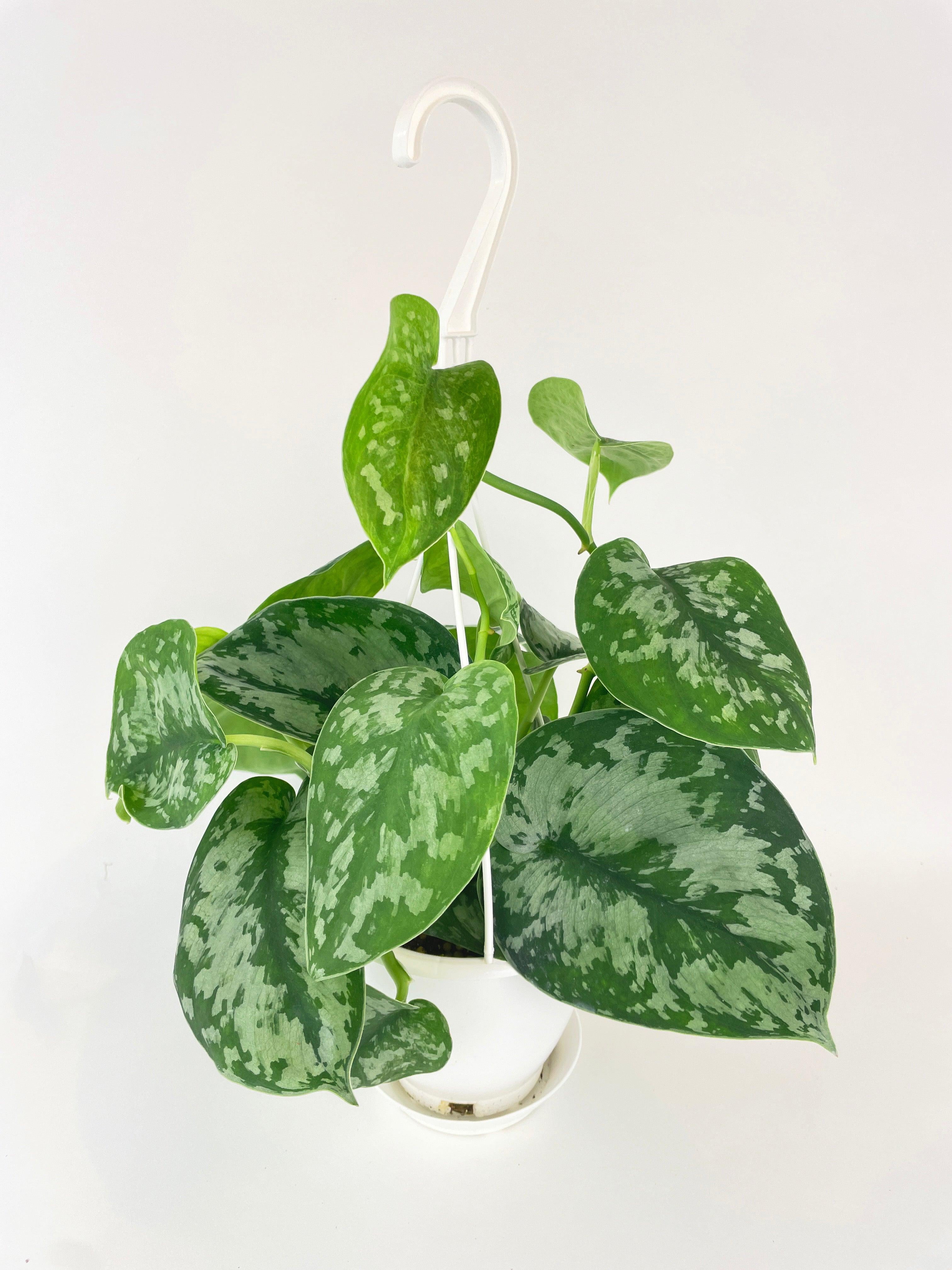 Scindapsus Pictus 'Exotica' Pothos - Live Air-Purifying Indoor Plant in ...