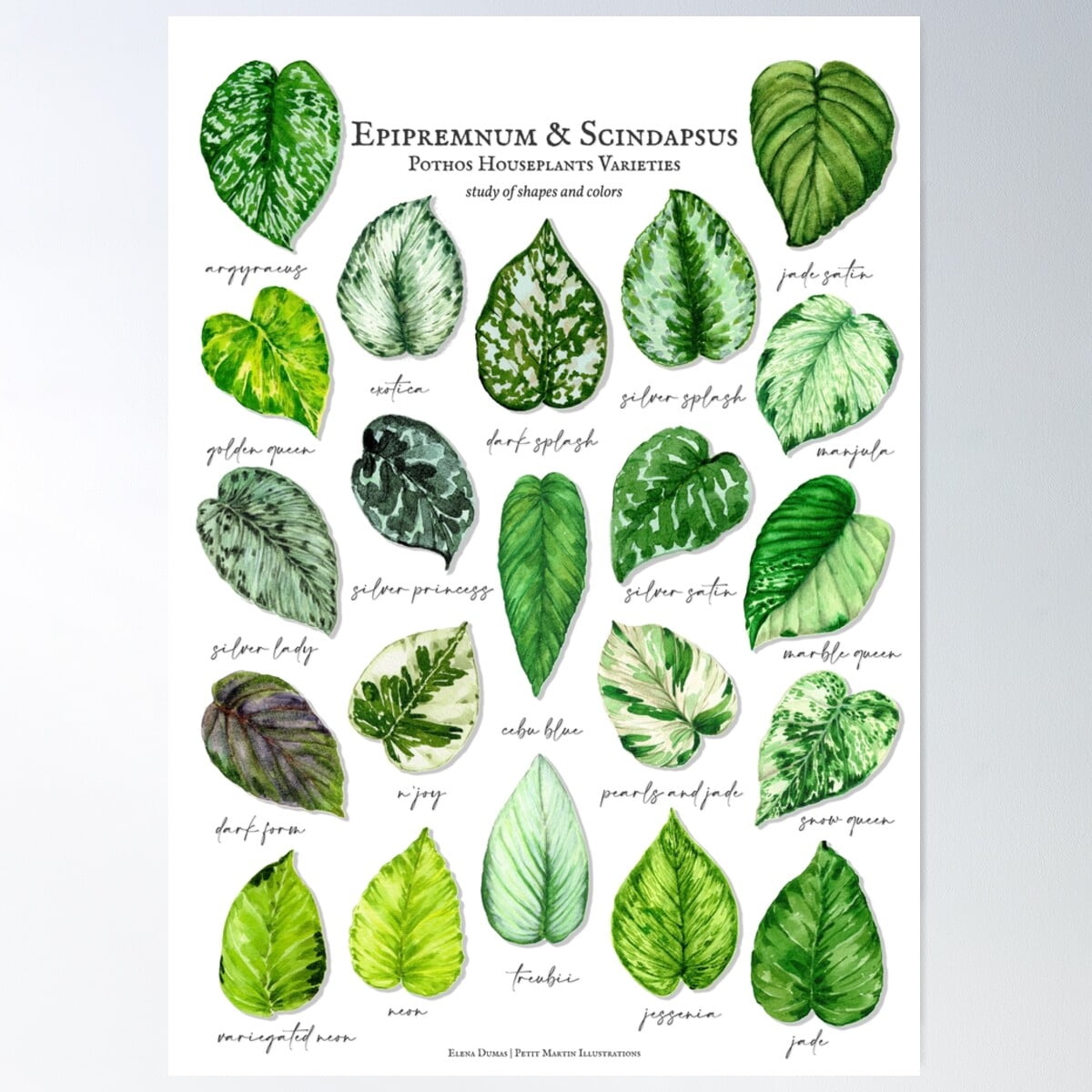 Scindapsus Pothos Varieties Light Poster Wall Art, Modern Wall Decor ...