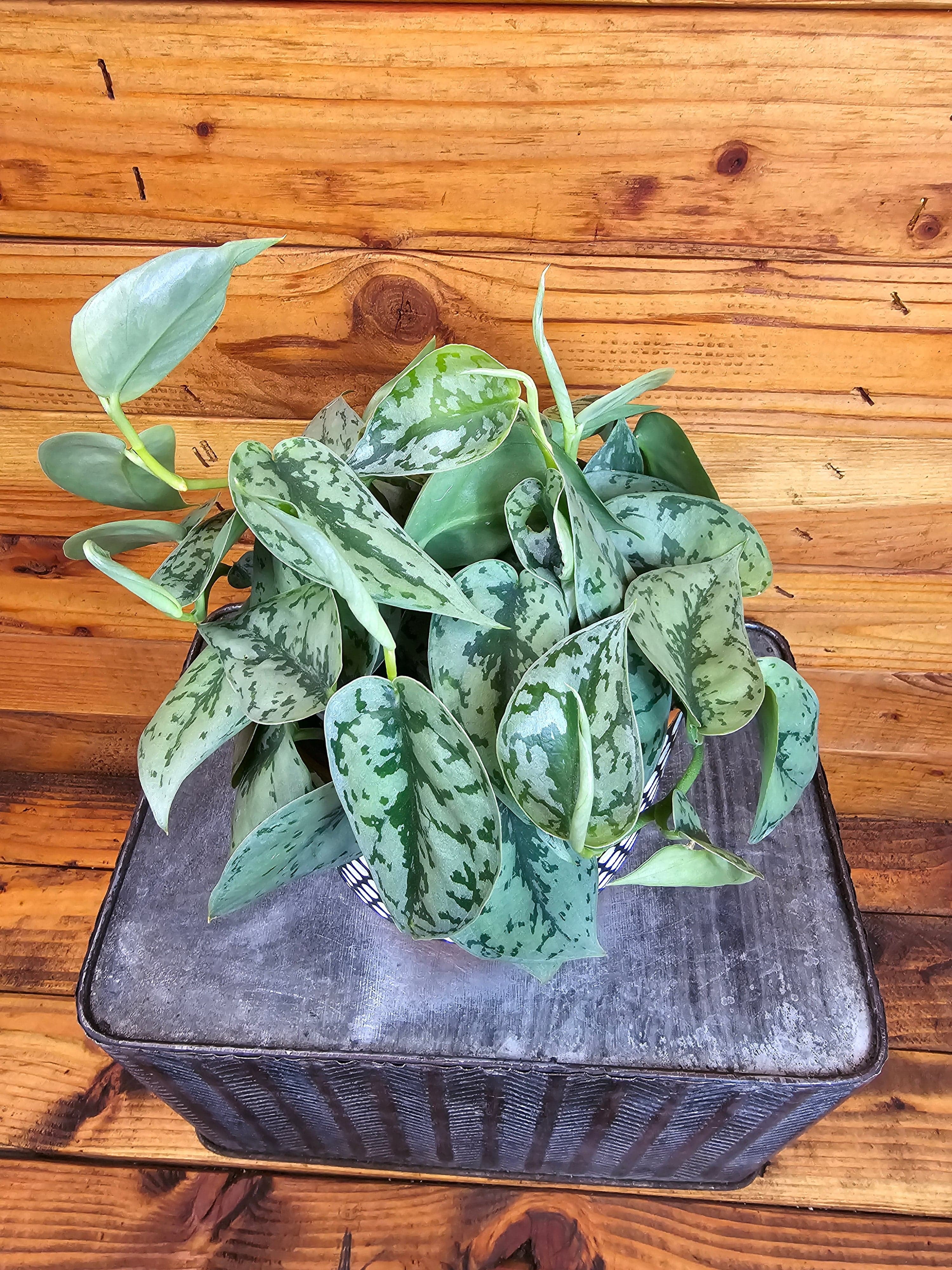 Scindapsus Silver Lady, 6" Plant - Walmart.com