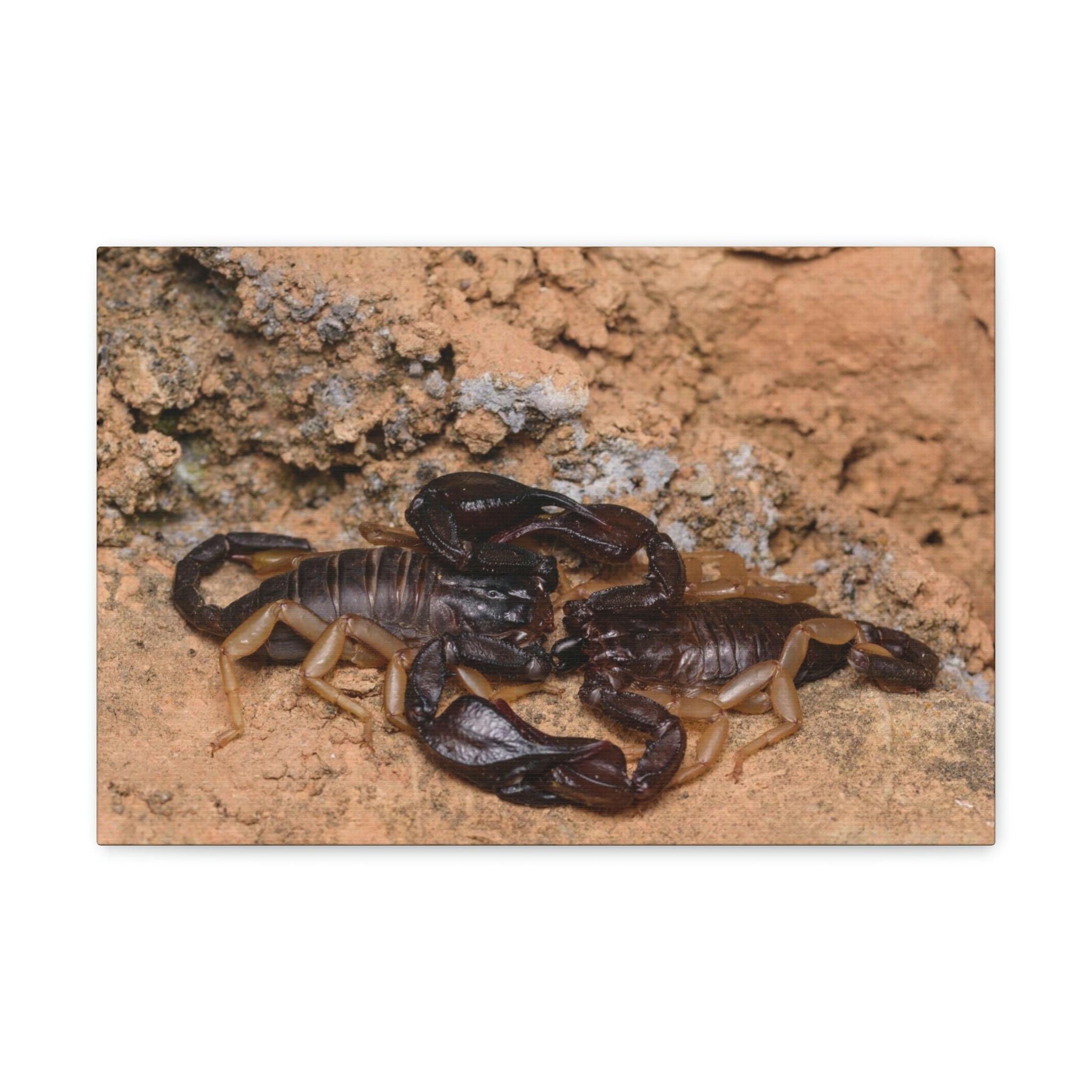 Scorpion Couple Scorpion Couple Print Animal Wall Art Wildlife Canvas ...
