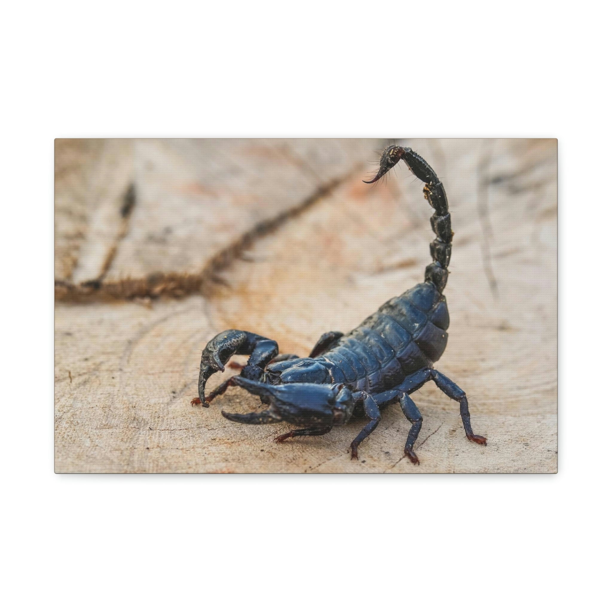 Scorpion Hunting Scorpion on Hunt Print Animal Wall Art Wildlife Canvas ...