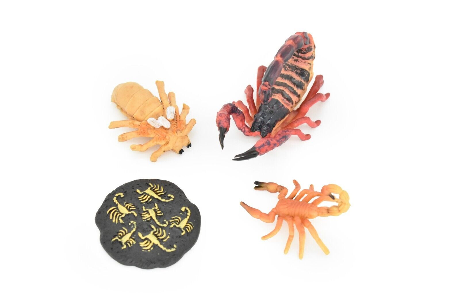 Scorpion, Learn the Scorpion Life Cycle, Very Nice Plastic Figure ...