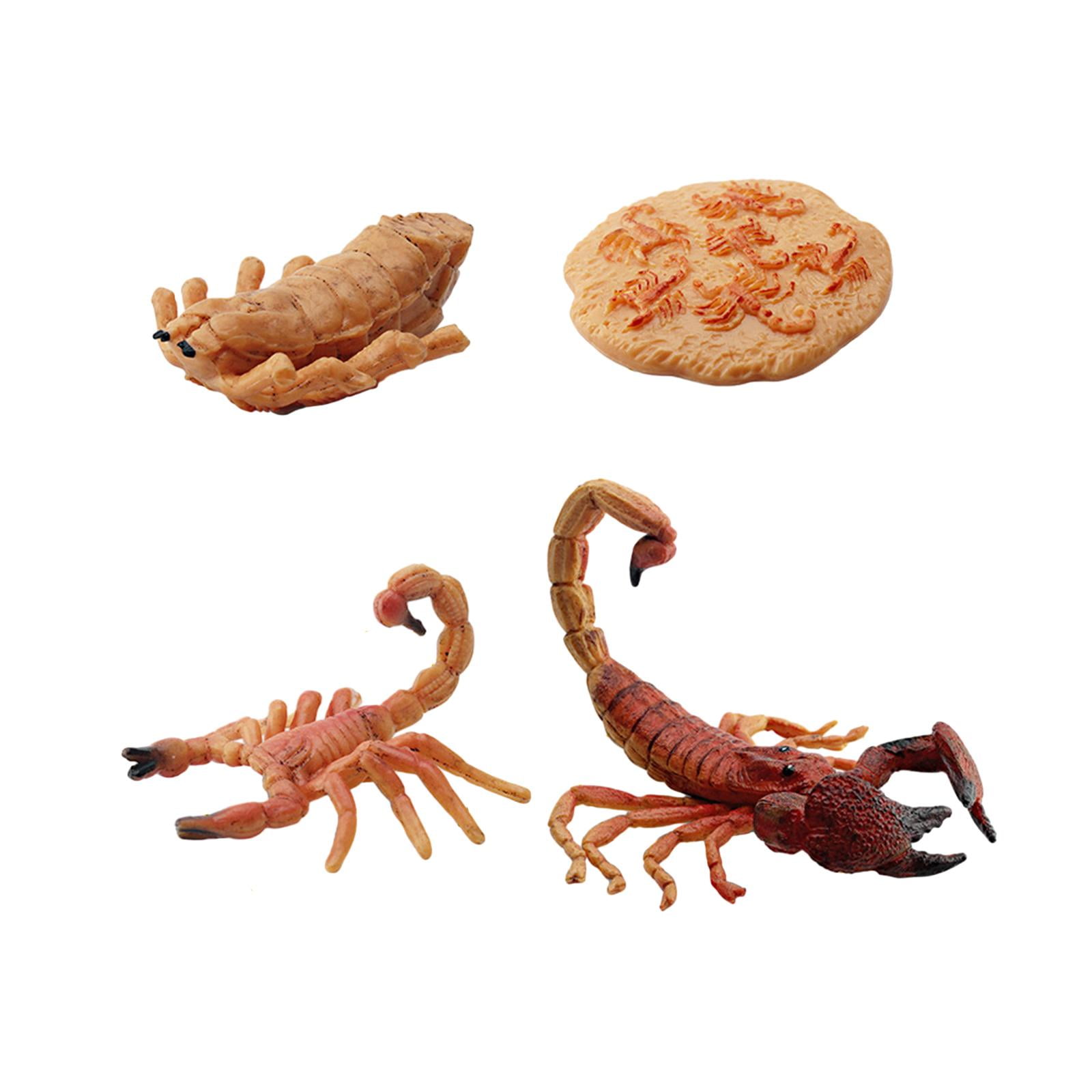 Scorpion Life Cycle Playset, Animals Figurine Toy Realistic Montessori ...