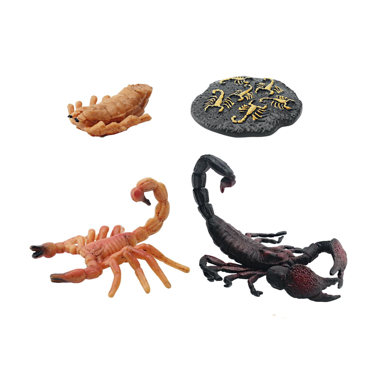 Scorpion Life Cycle Playset, Animals Figurine Toy Realistic Montessori ...