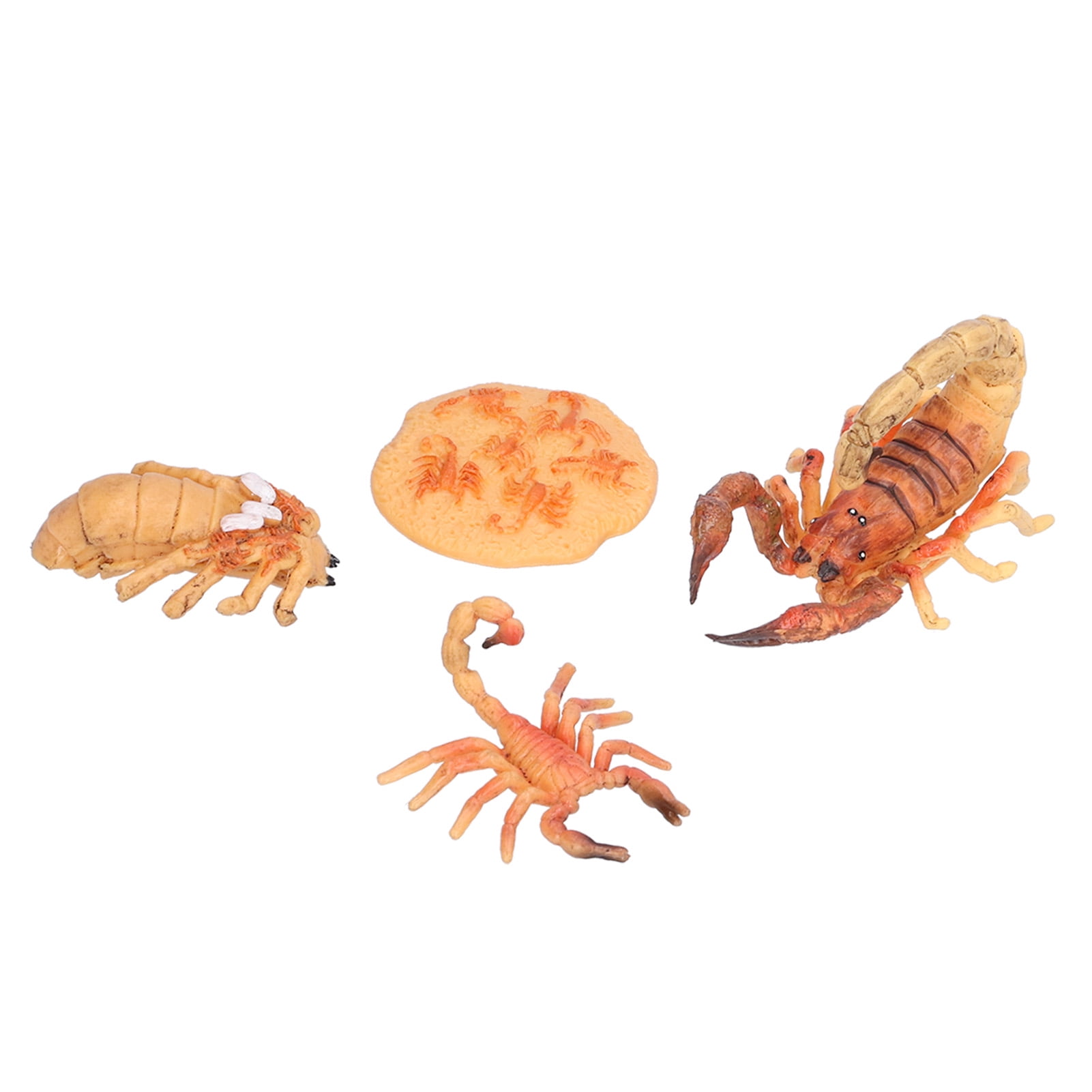 Scorpion Life Cycle Toys Kit Educational Insect Lifestyle Stages Toy ...