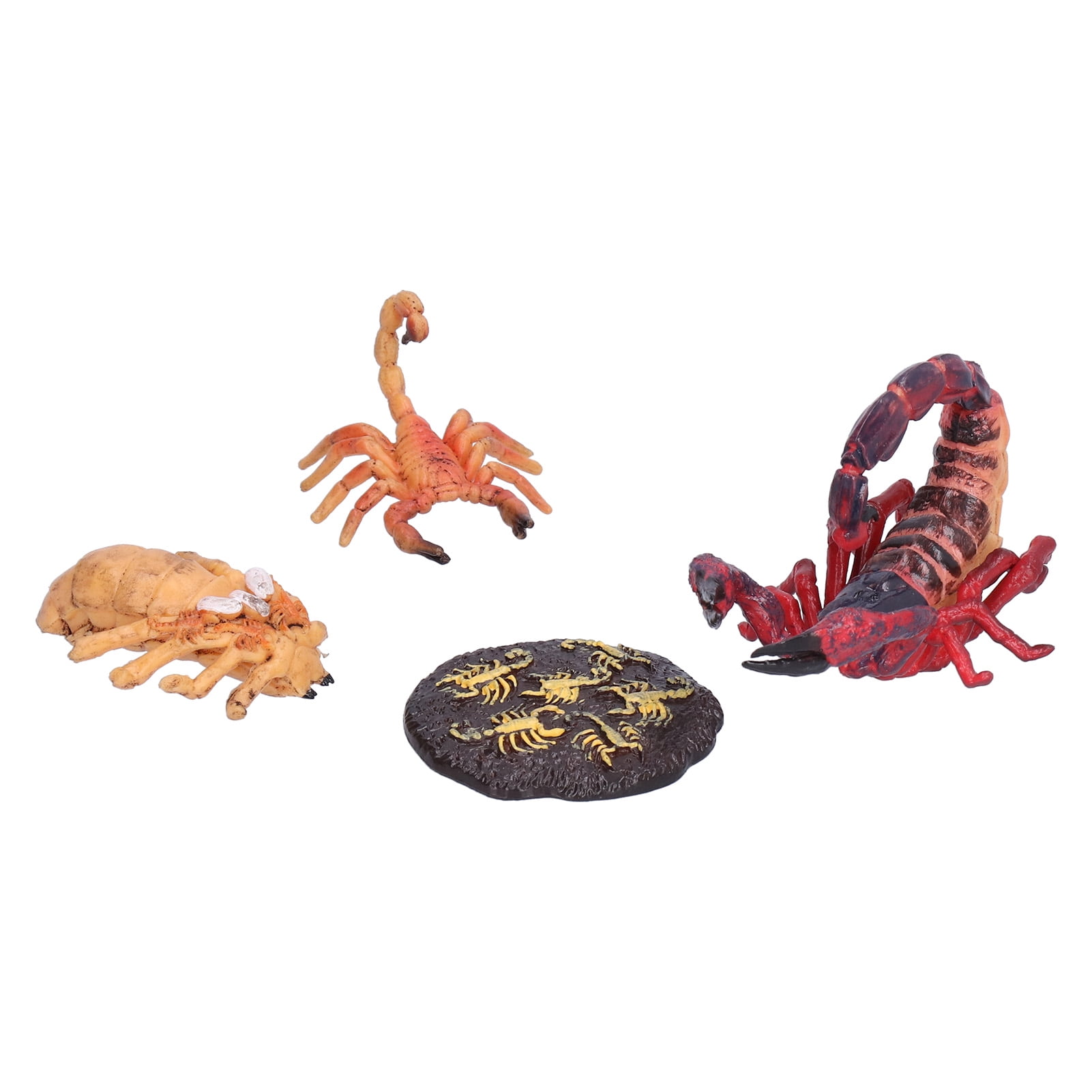Scorpion Life Cycle Toys Kit Educational Insect Lifestyle Stages Toy ...