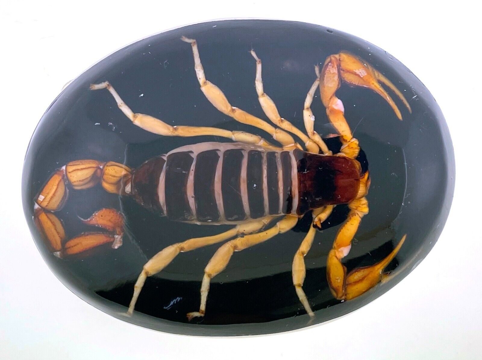 Scorpion Real Insect Belt Buckle Black Western Cowboy Rodeo Style ...