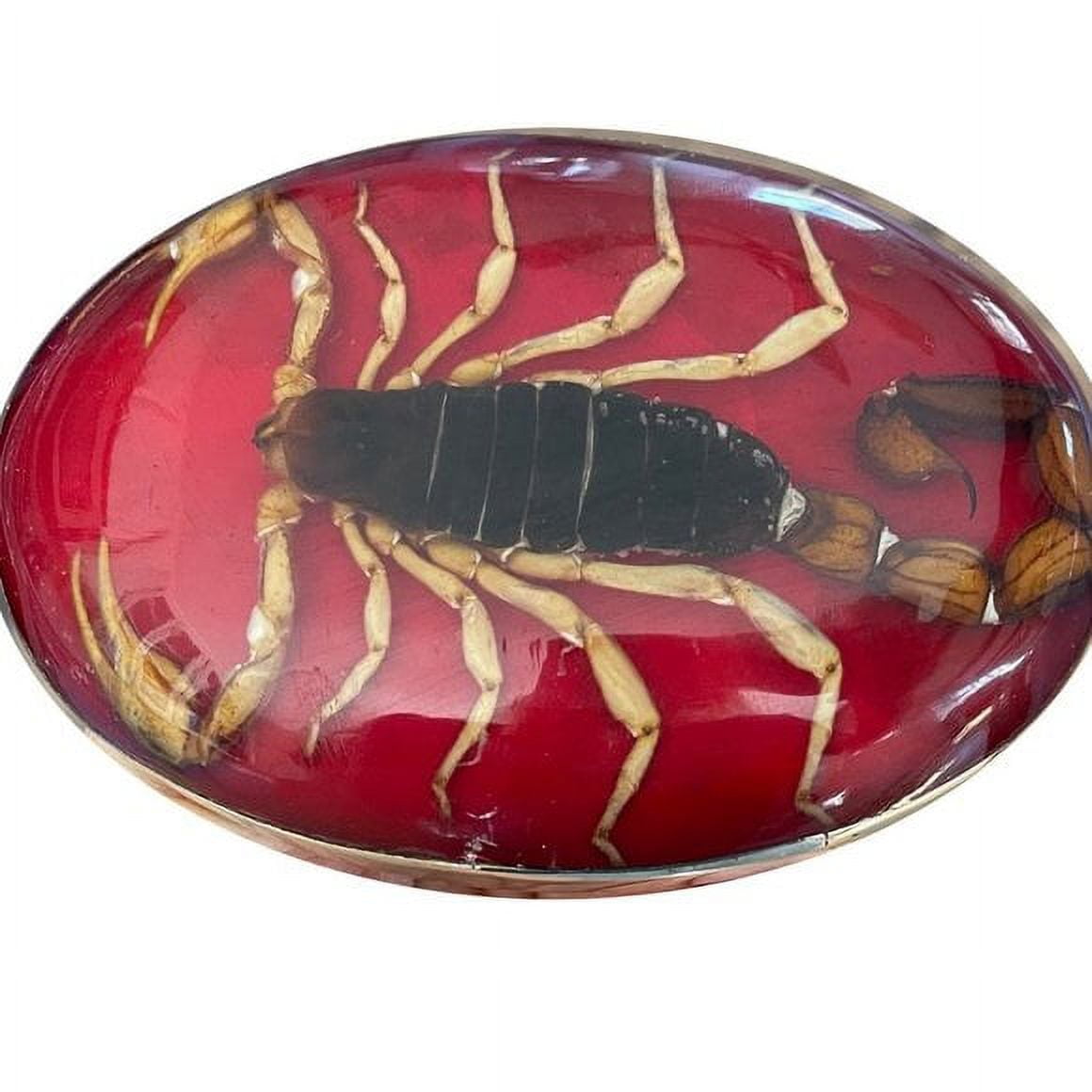 Scorpion Real Insect Belt Buckle Red Western Cowboy Rodeo Style Fashion ...