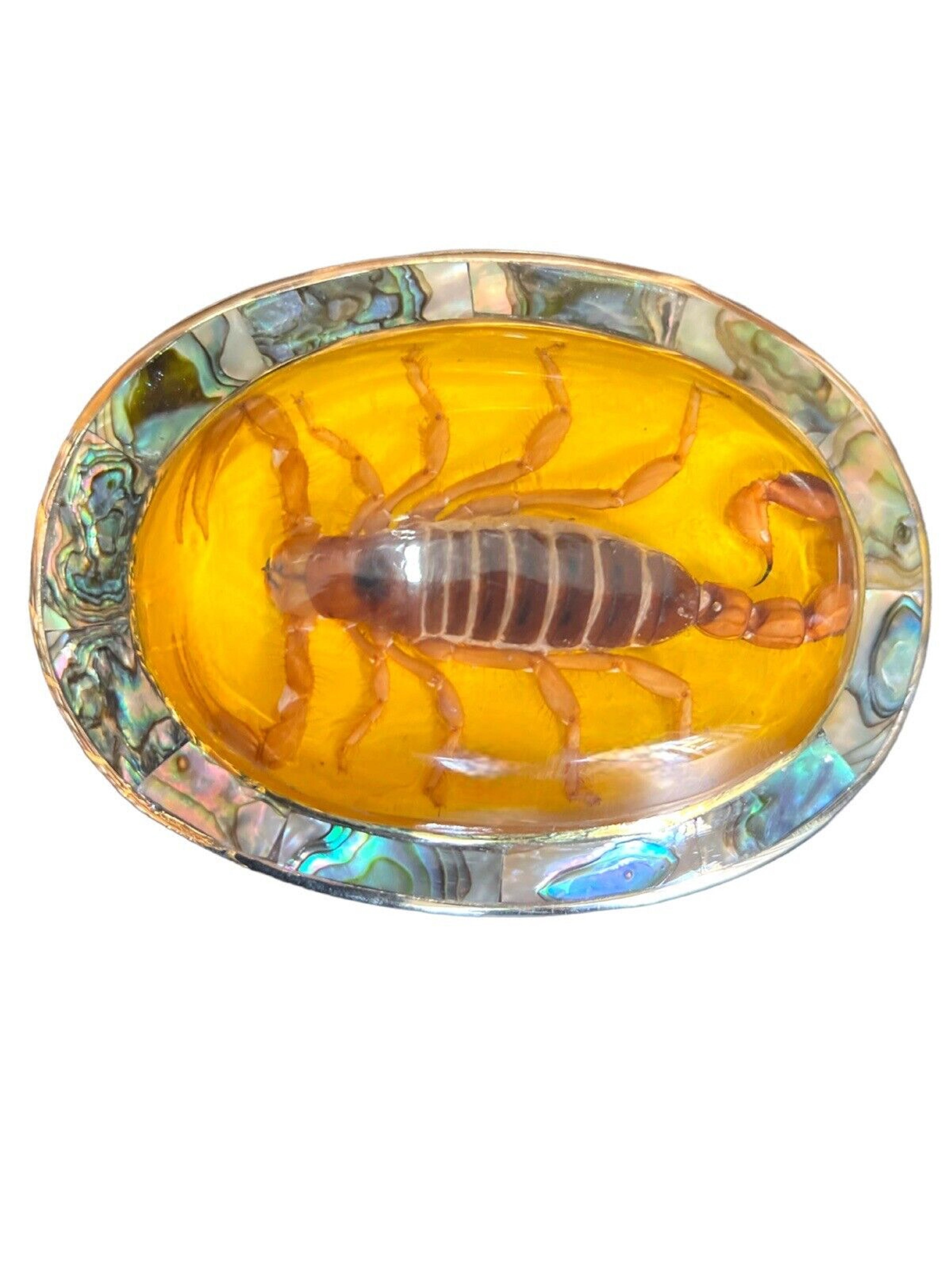 Scorpion Real Yellow Insect Belt Buckle Western Cowboy Rodeo Style ...