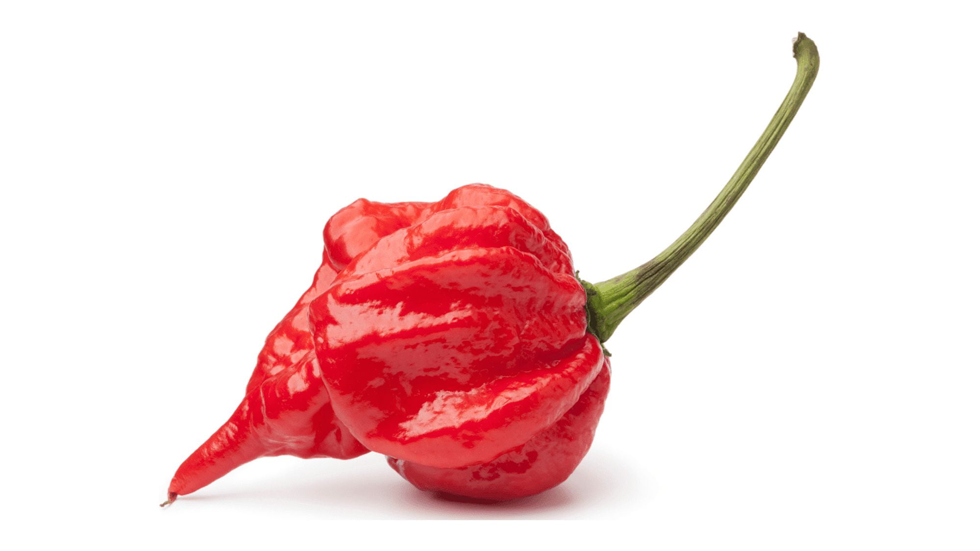 Scorpion and Reaper Seeds, Organic non GMO - Walmart.com