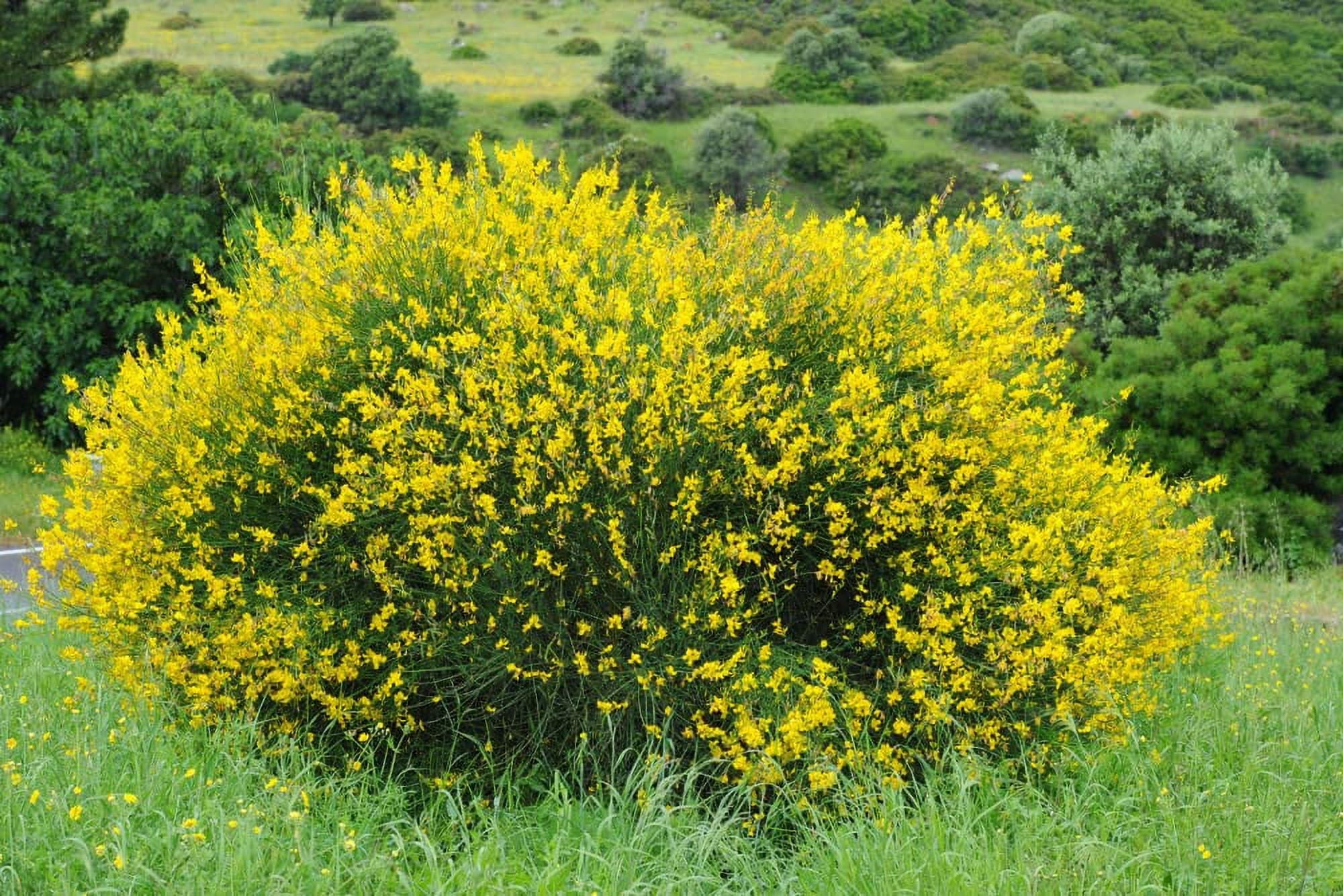 CZ Grain Scotch Broom Seeds, 30 Fresh Seeds, Vibrant Yellow Flowers ...