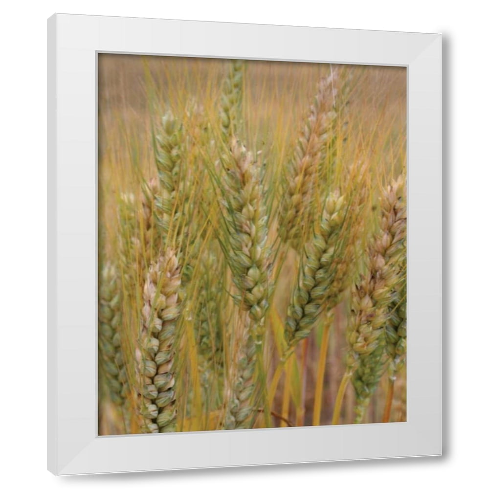 Scott Larson 26x32 White Modern Wood Framed Wall Art Titled - Turning ...