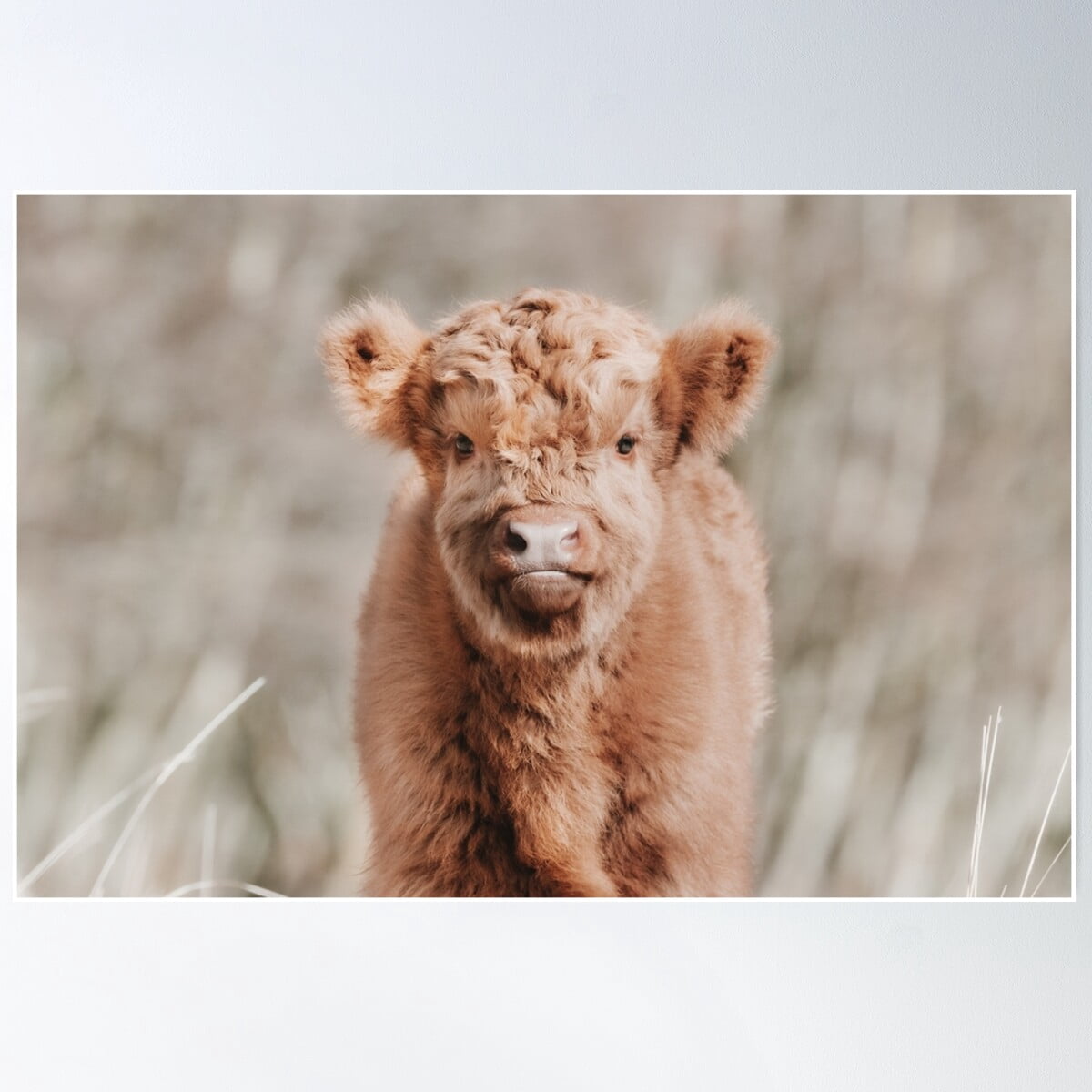Scottish Highland Cow Baby Calf Poster Wall Art, Modern Wall Decor For ...