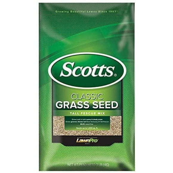 Kentucky 31 Tall Fescue Grass Seed