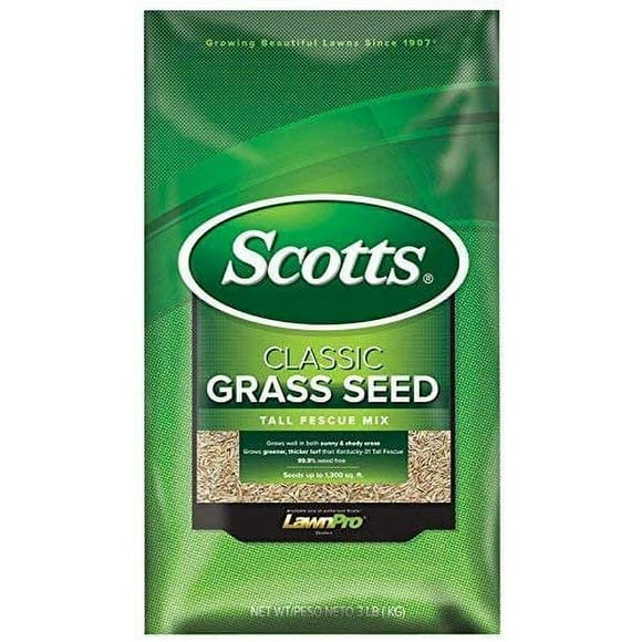 Kentucky 31 Tall Fescue Grass Seed